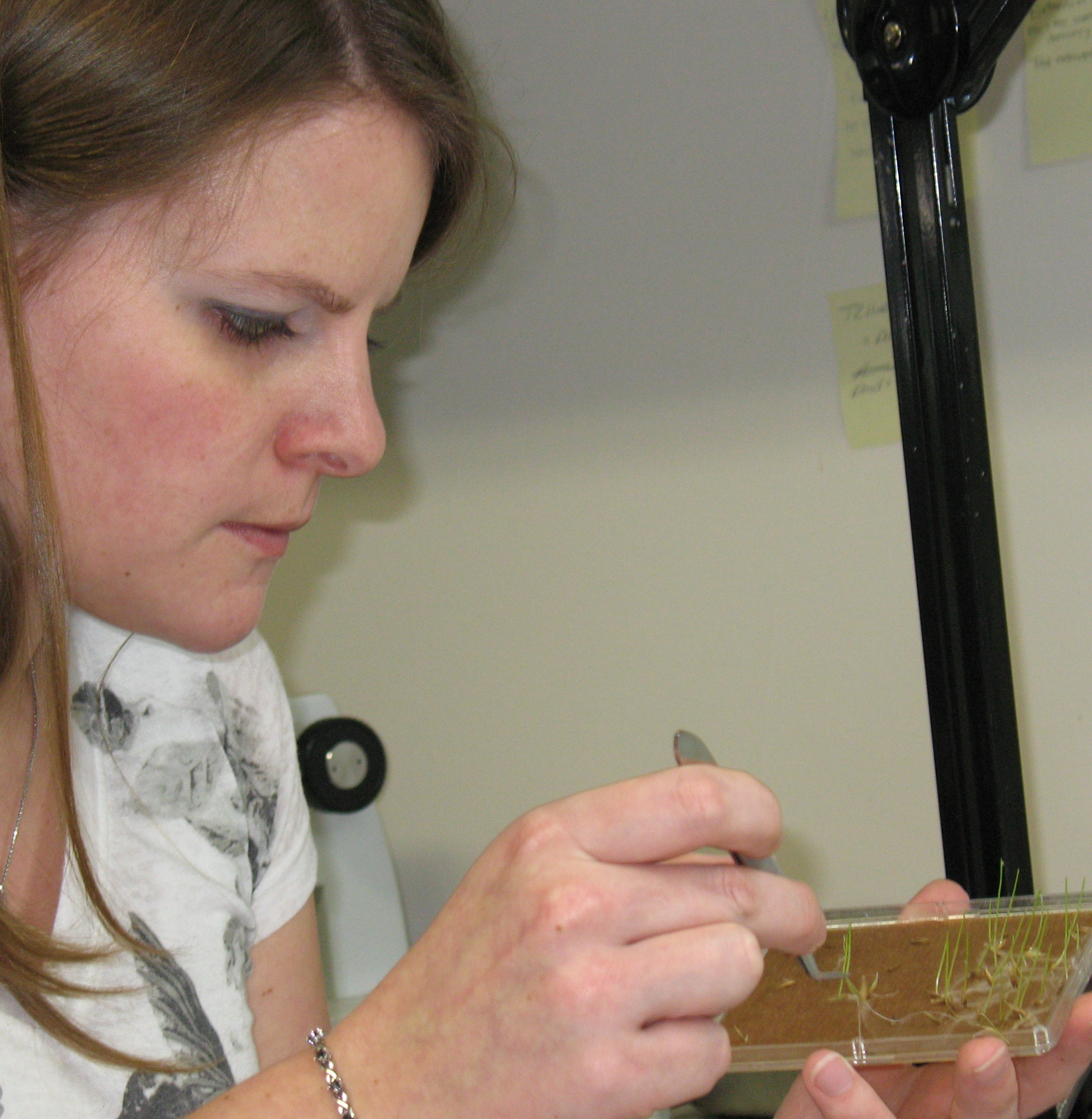 Counting-Grass-Germination - Seed Check