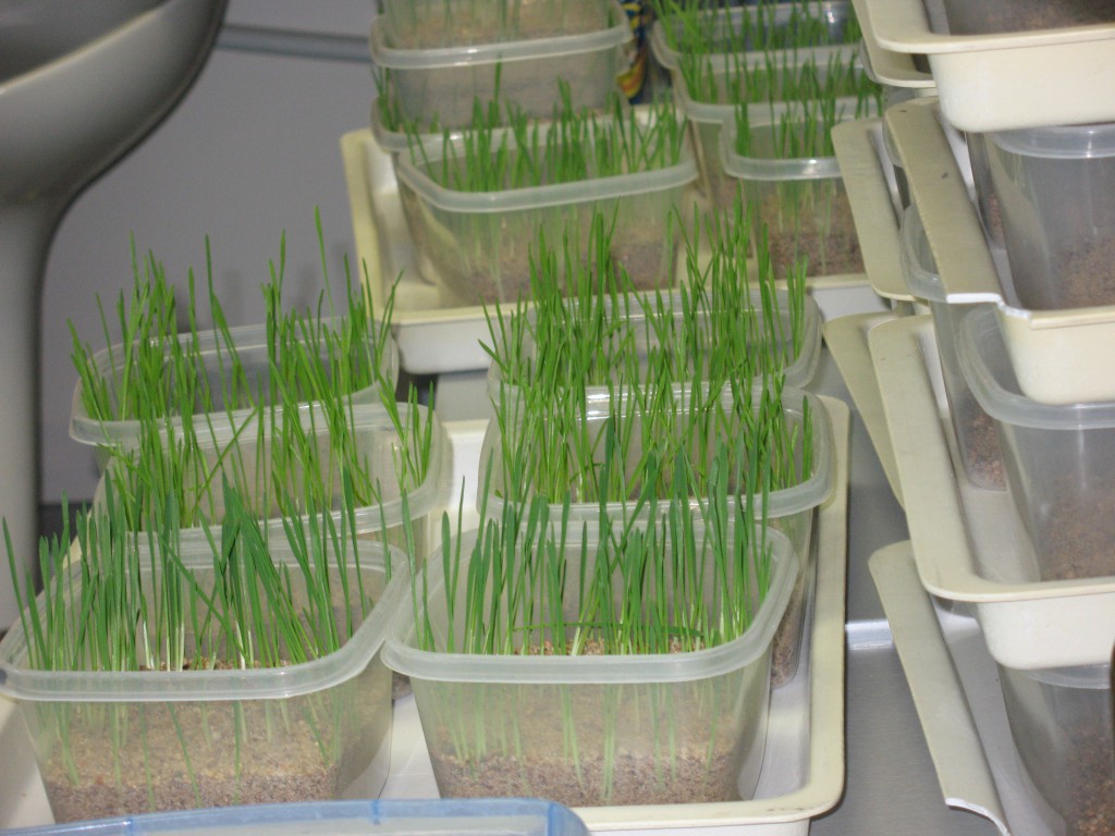 Hiltner Brick Grit Test - Seed Check