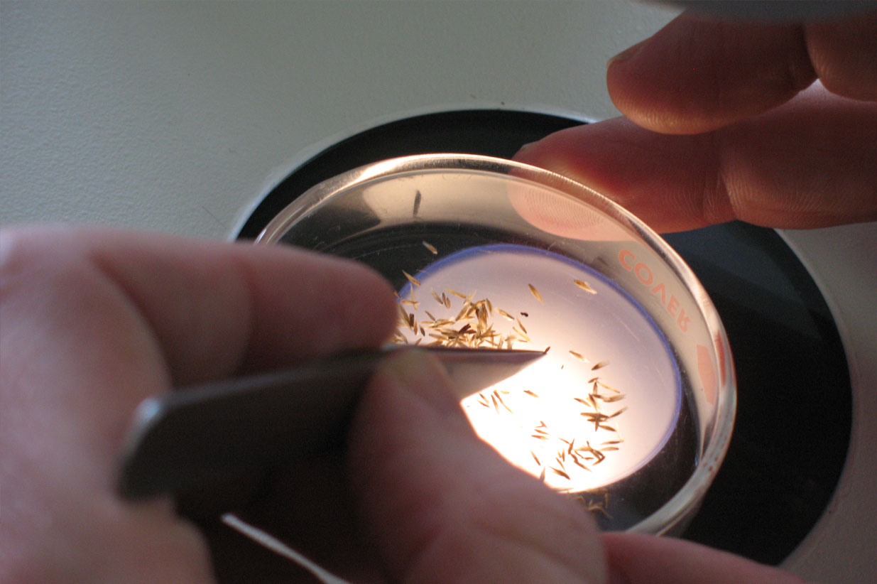 About Us - Seed Check